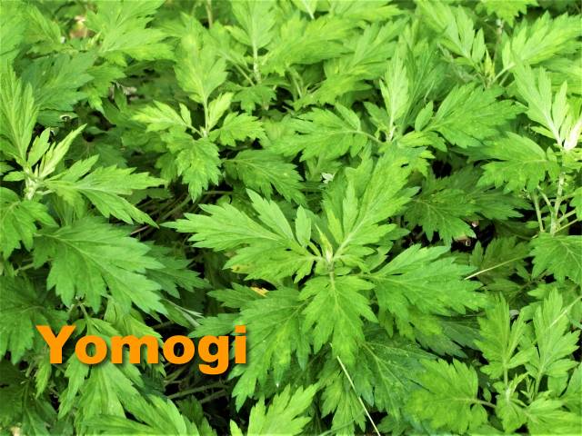 ヨモギ（Yomogi） - 【公式】 ハーブ 専門店 Venurse ( ヴィーナース ) 販売 通販 サイト